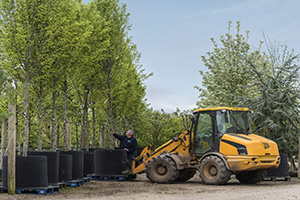 Mature planting brings instant returns