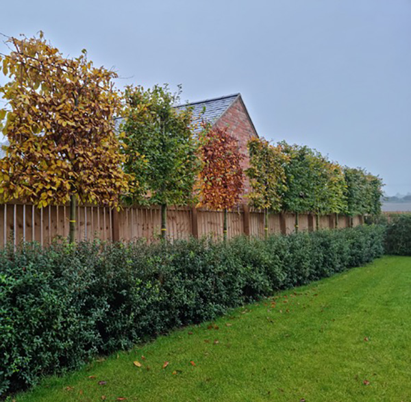 Screening the boundaries: planting to avoid disputes - Caravan Industry ...